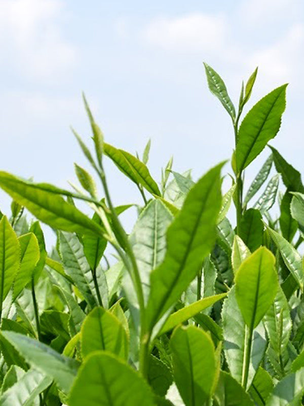 Charleston Tea Garden – Bigelow Tea